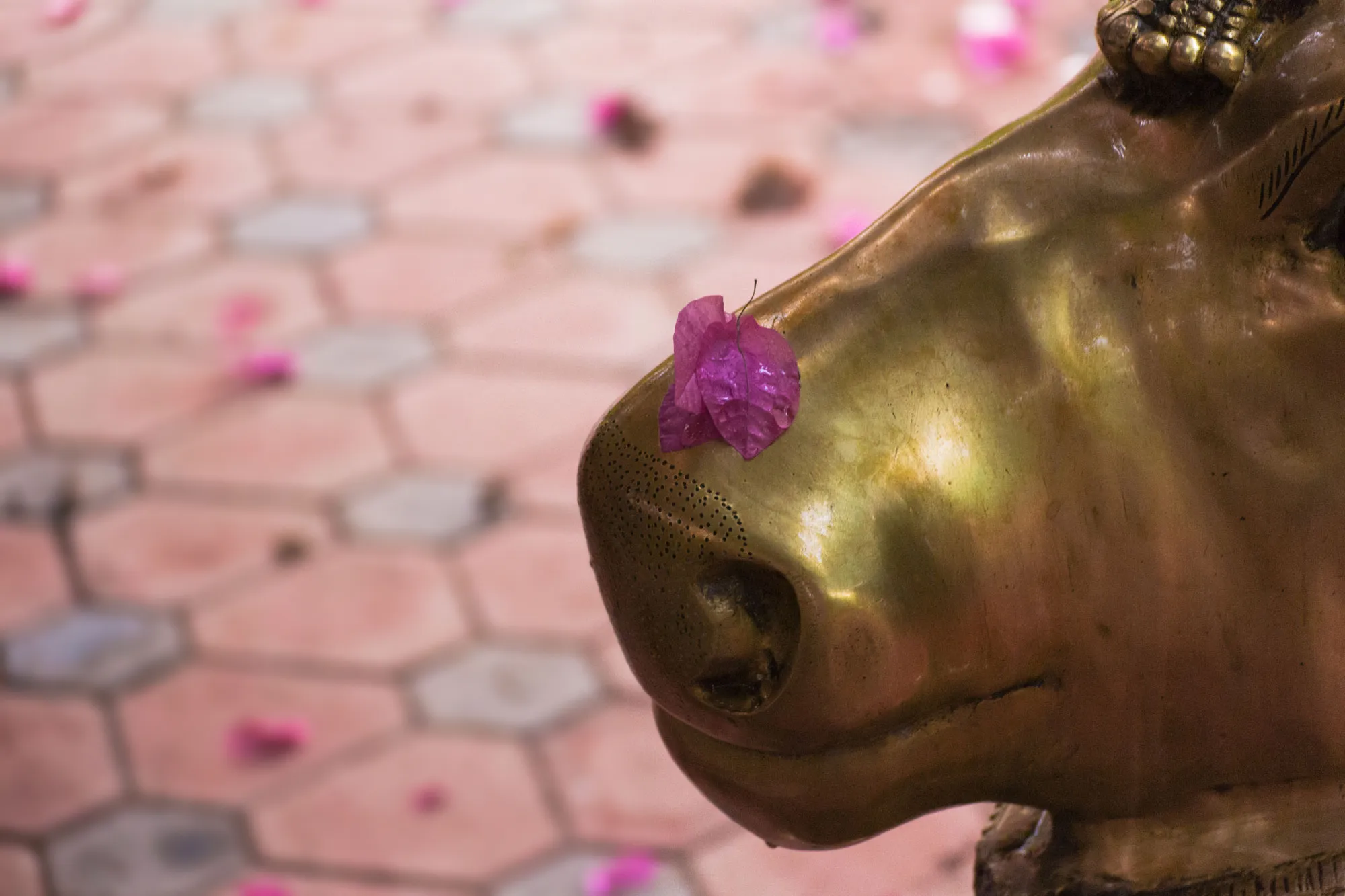 Our Organization | Connect with Yogiraj Gurunath Siddhanath